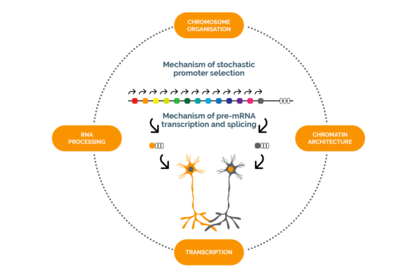The Canzio Lab at UCSF – We study transcriptional and post-transcriptional mechanisms involved ...